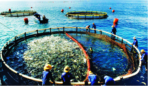 Fisheries sector to focus on standardising production for higher value
